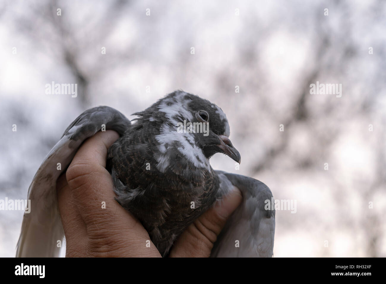 A pigeon holding a pigeon sitting in his hand and looking around Stock ...