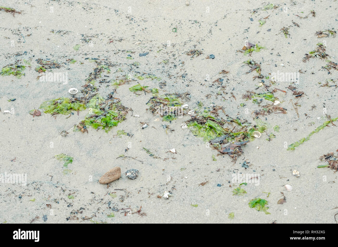 Beach sand dirty by seaweed, shells, leafs; twigs; wooden barks and ...