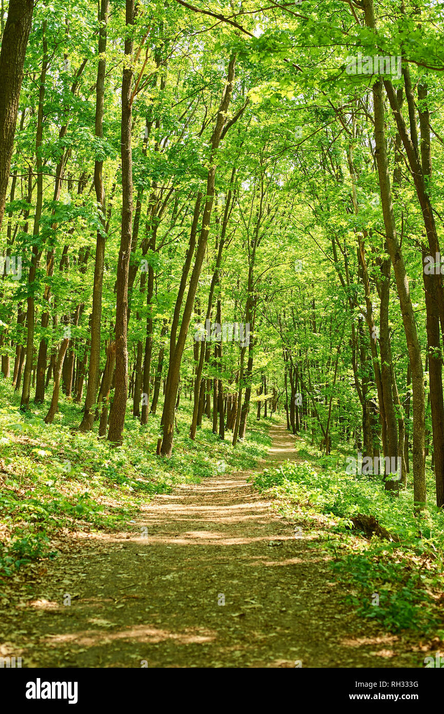 Russian green forest in summer. May be use likt background Stock Photo - Alamy