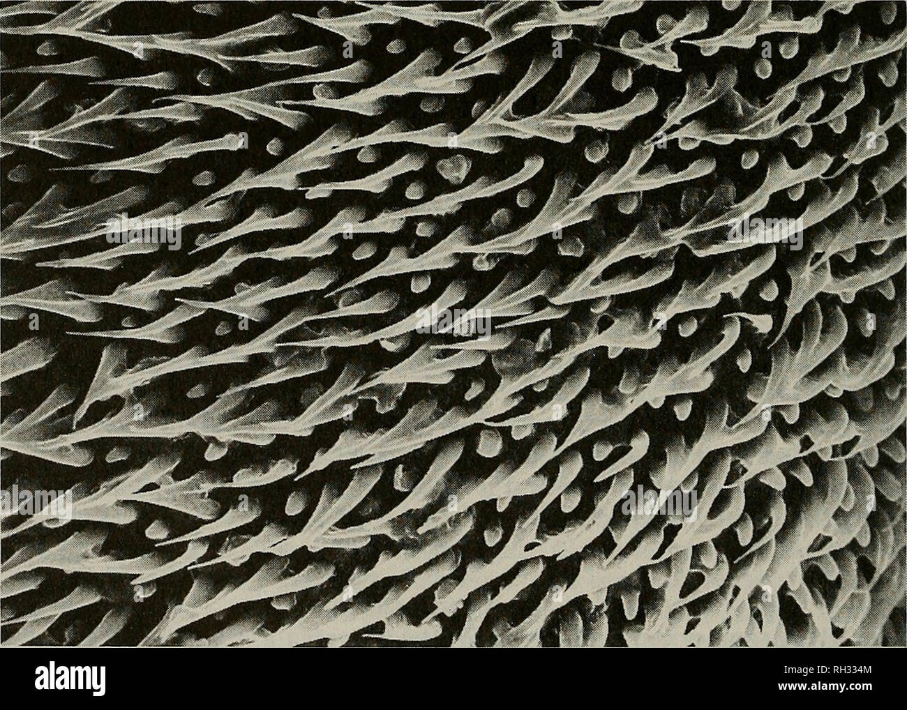 Thanatophilus sinuatus hi-res stock photography and images - Alamy