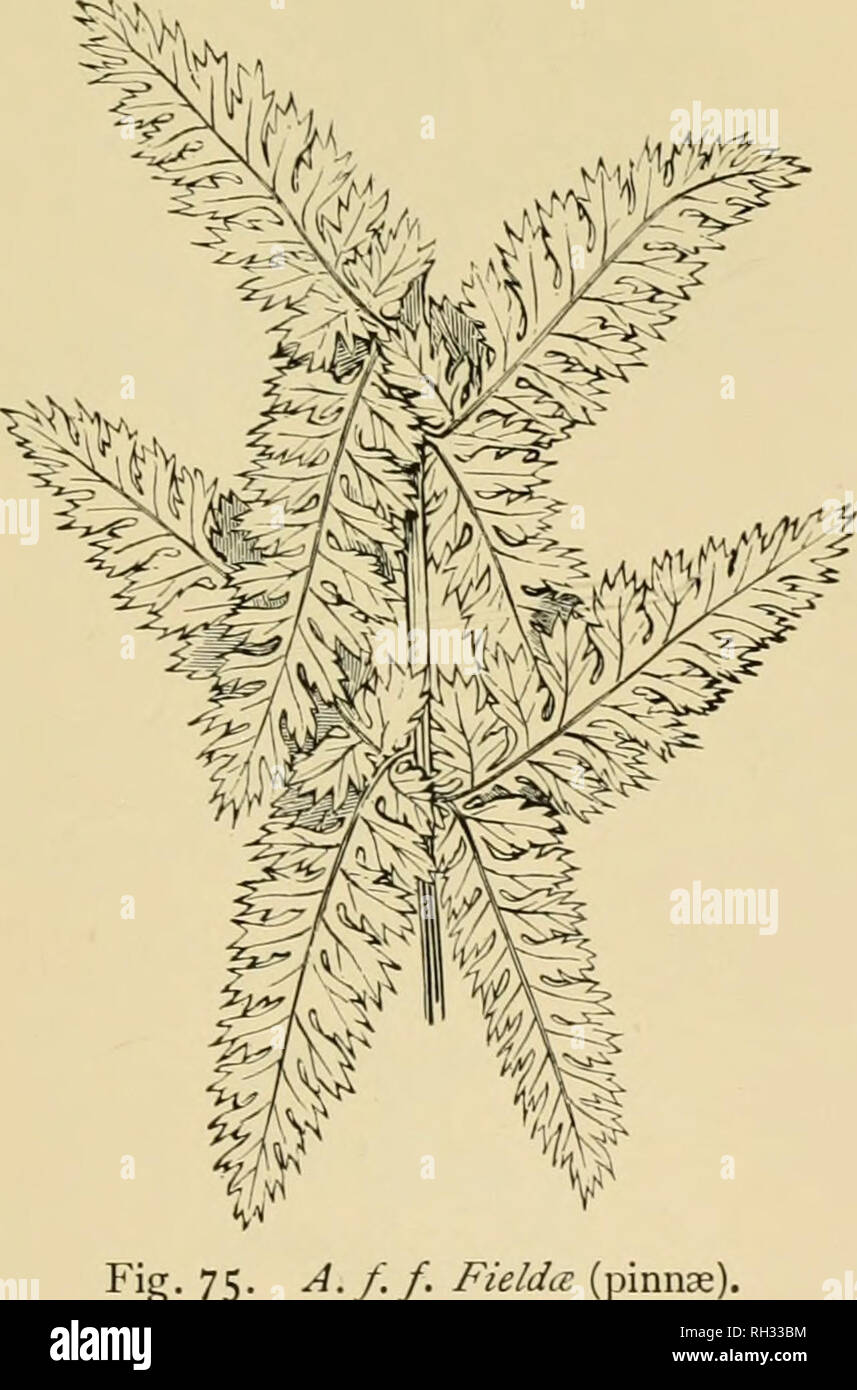 . British ferns and their varieties. Ferns. ATIIYRIUM FILIX-FGEMINA ...