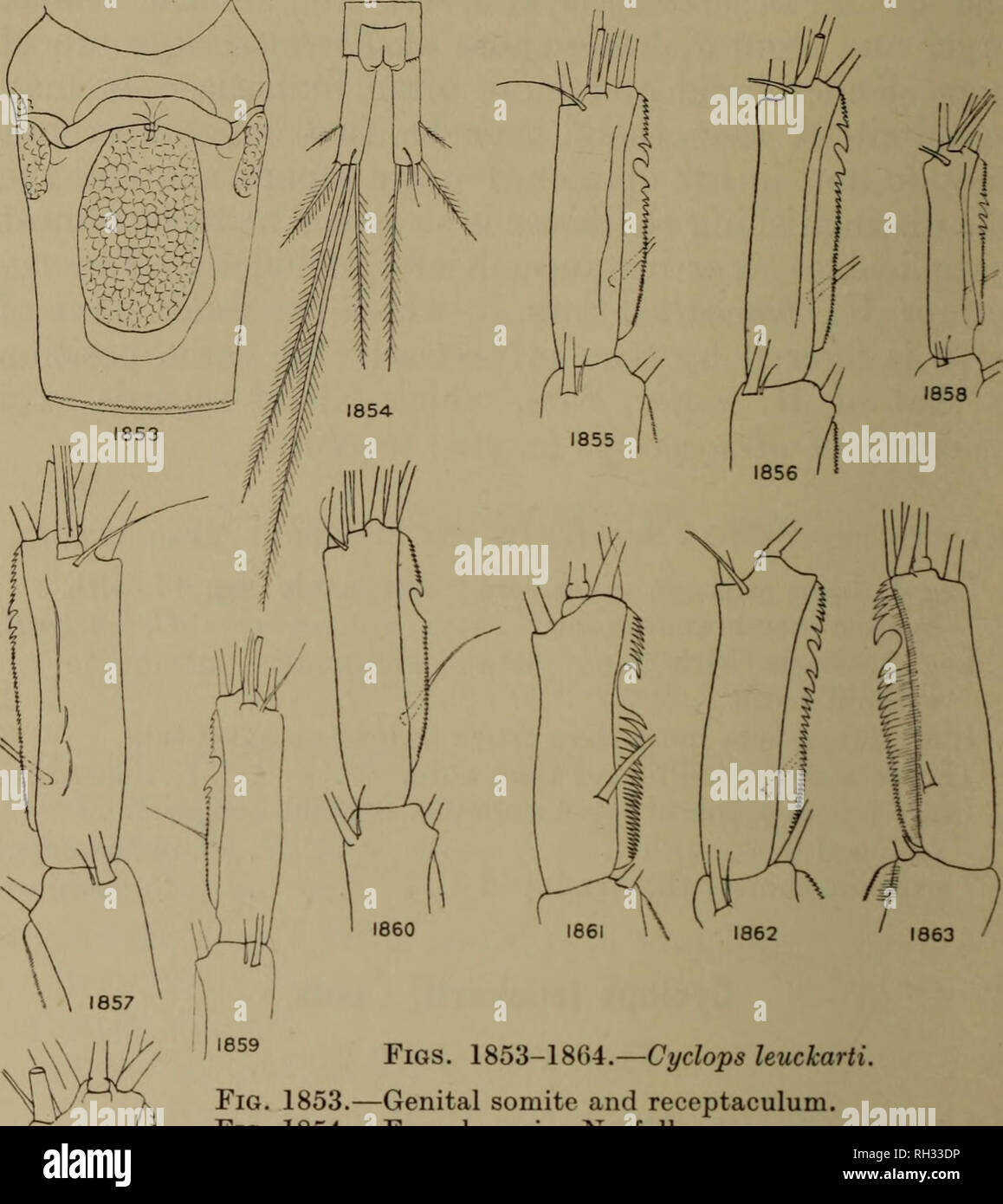 . British fresh-water Copepoda. --. Copepoda; Crustacea. 288 BRITISH ...