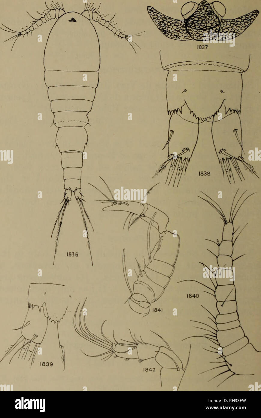. British fresh-water Copepoda. --. Copepoda; Crustacea. 282 BRITISH ...
