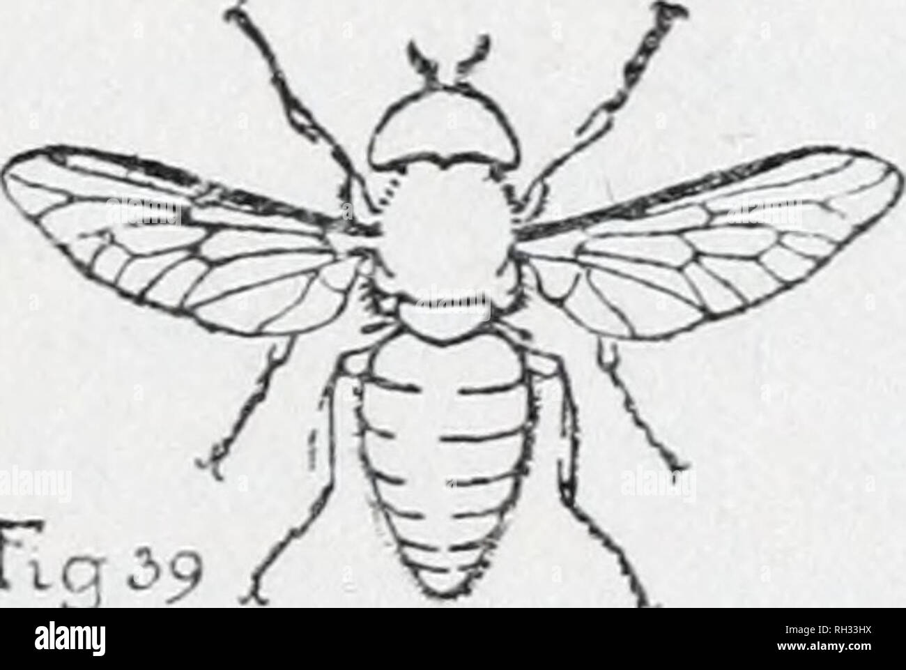 . British insects (general). Illustrated by Doris Meyer. Insects ...