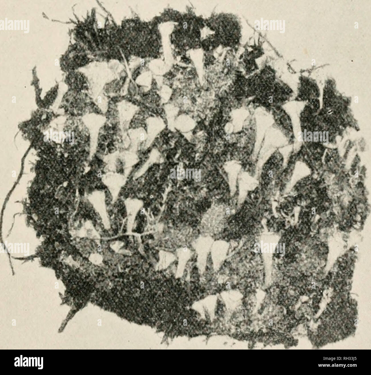 . British fungi. Fungi -- Great Britain; Botany -- Great Britain ...