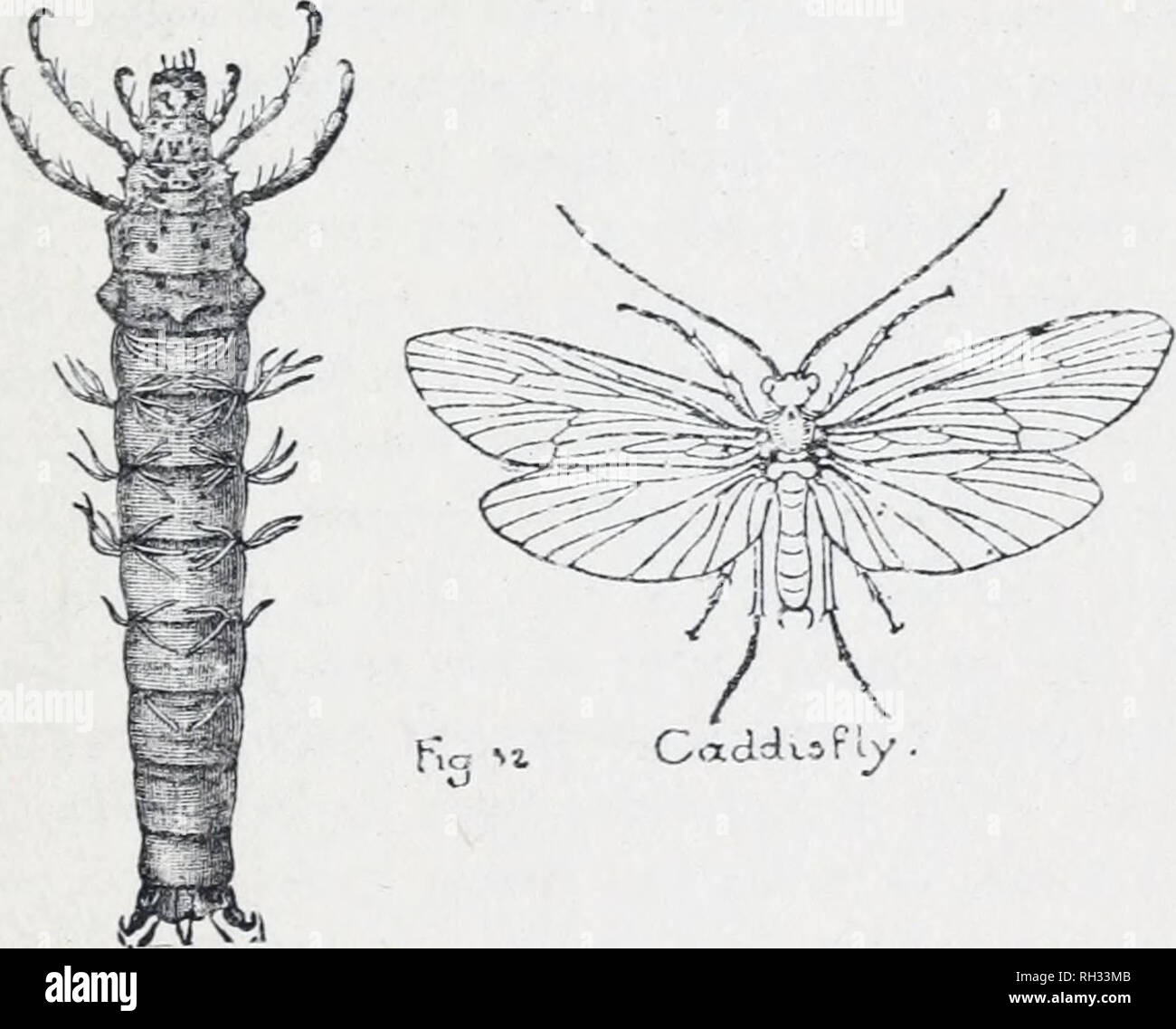 . British insects (general). Illustrated by Doris Meyer. Insects ...