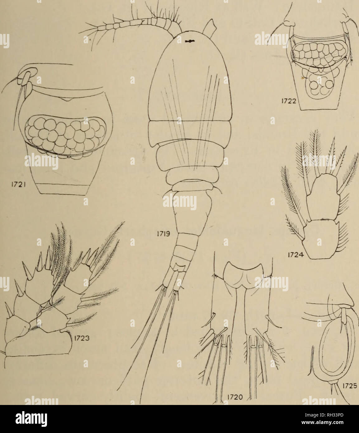 . British fresh-water Copepoda. --. Copepoda; Crustacea. CYCLOPS ...