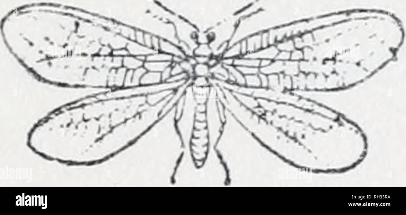 . British insects (general). Illustrated by Doris Meyer. Insects ...