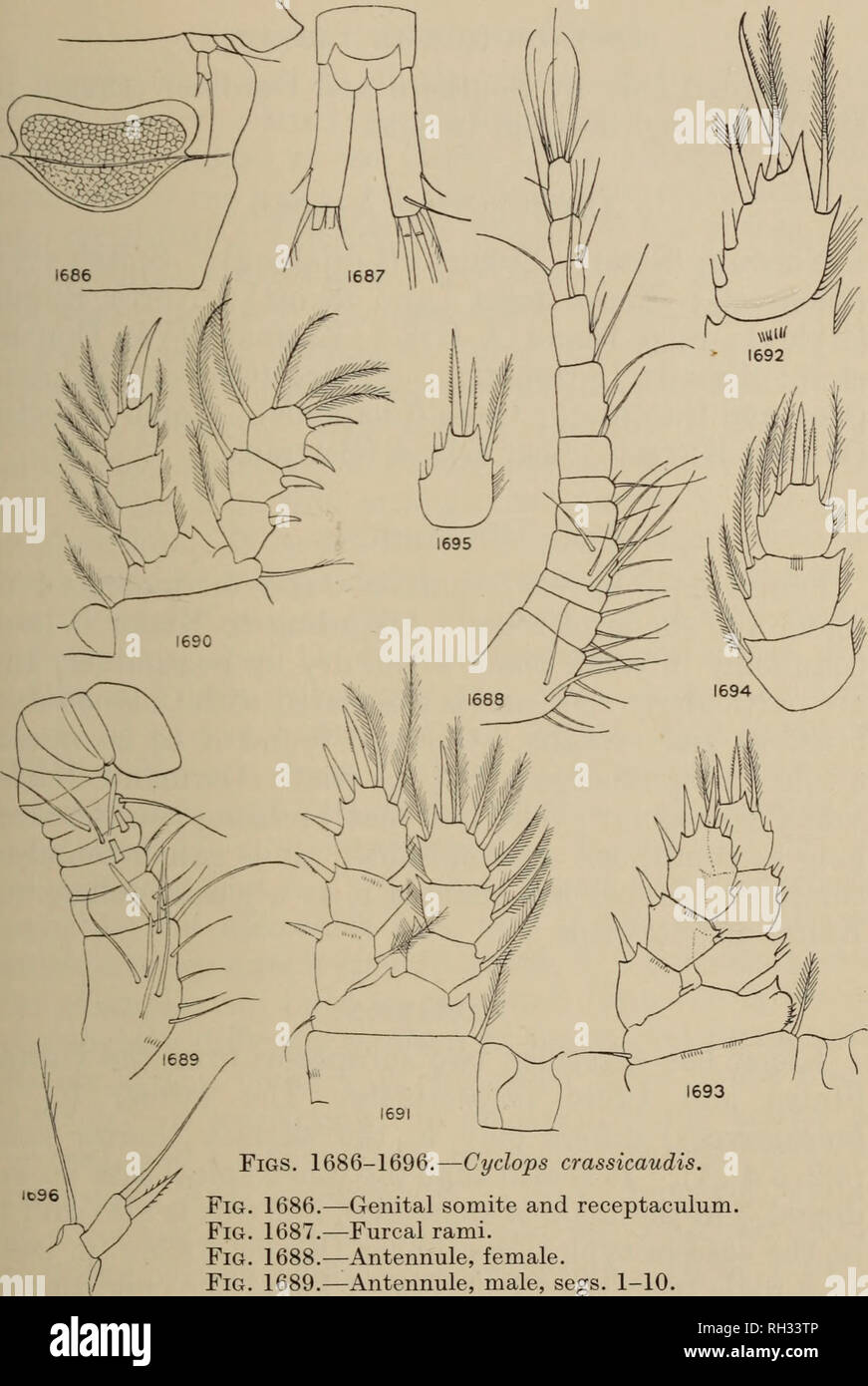 1691 1693 hi-res stock photography and images - Alamy