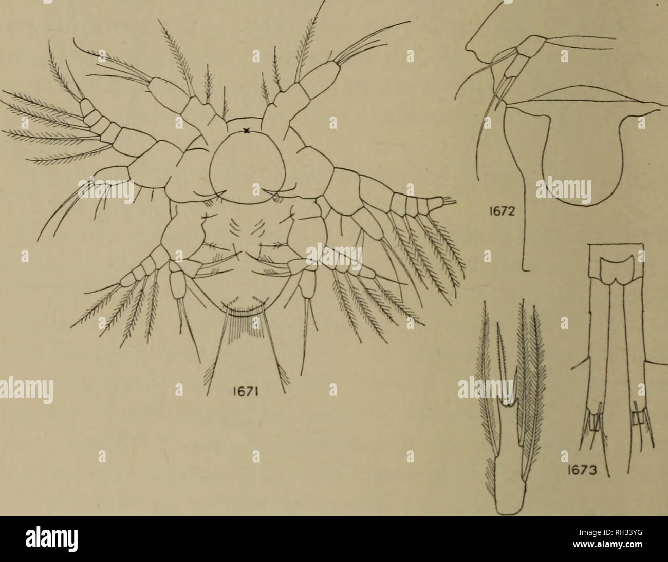 Bicuspidatus hi-res stock photography and images - Alamy