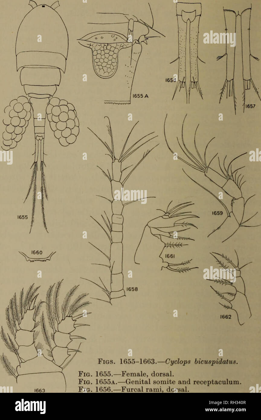 Ventral Rami High Resolution Stock Photography and Images - Alamy