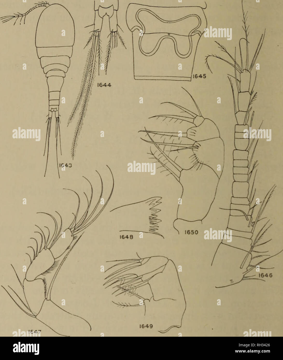 . British fresh-water Copepoda. --. Copepoda; Crustacea. 216 BRITISH ...
