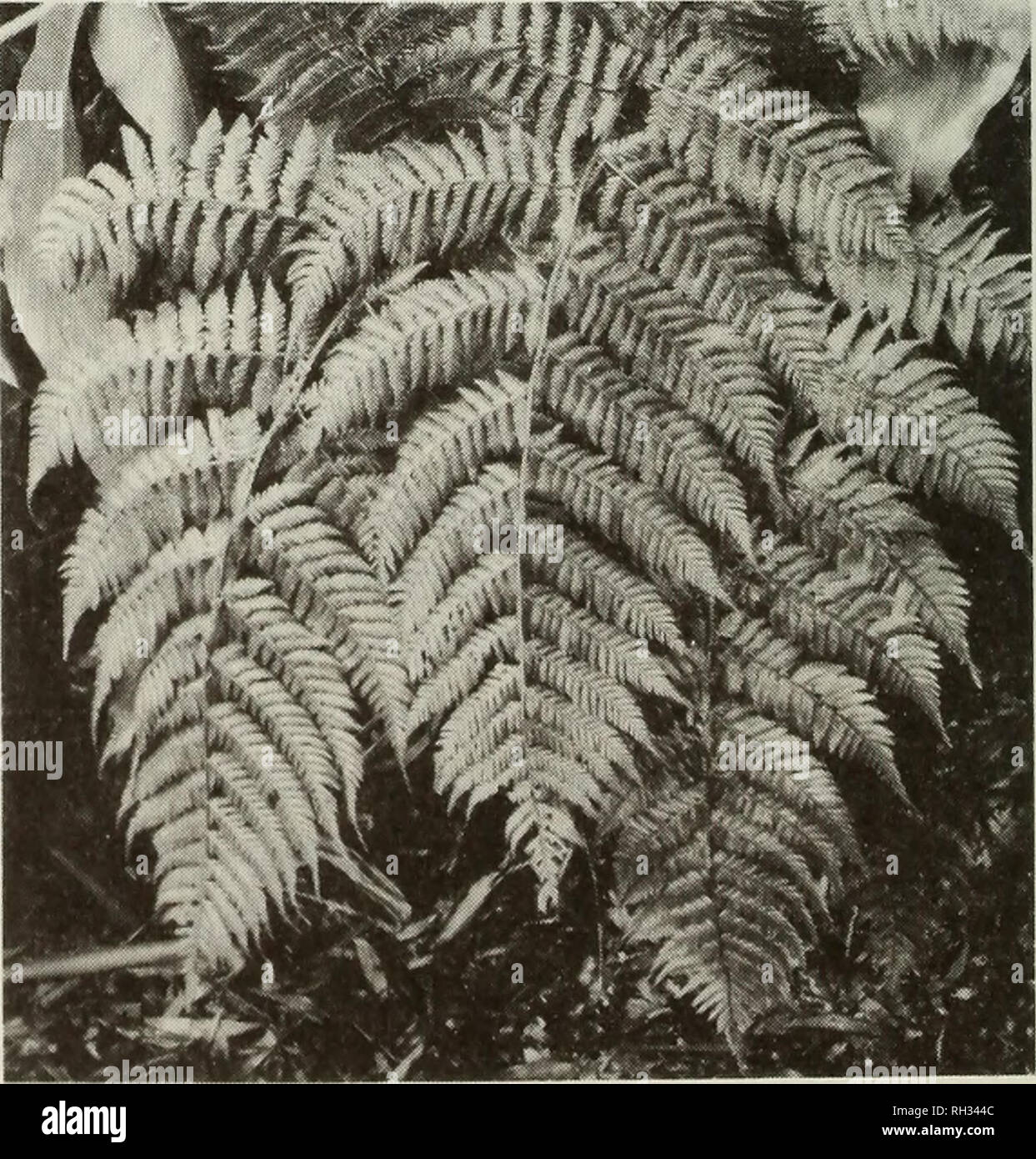 Asplenium trichomanes subsp quadrivalens hi-res stock photography and ...