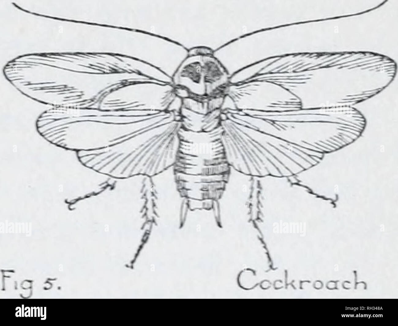 . British insects (general). Illustrated by Doris Meyer. Insects ...