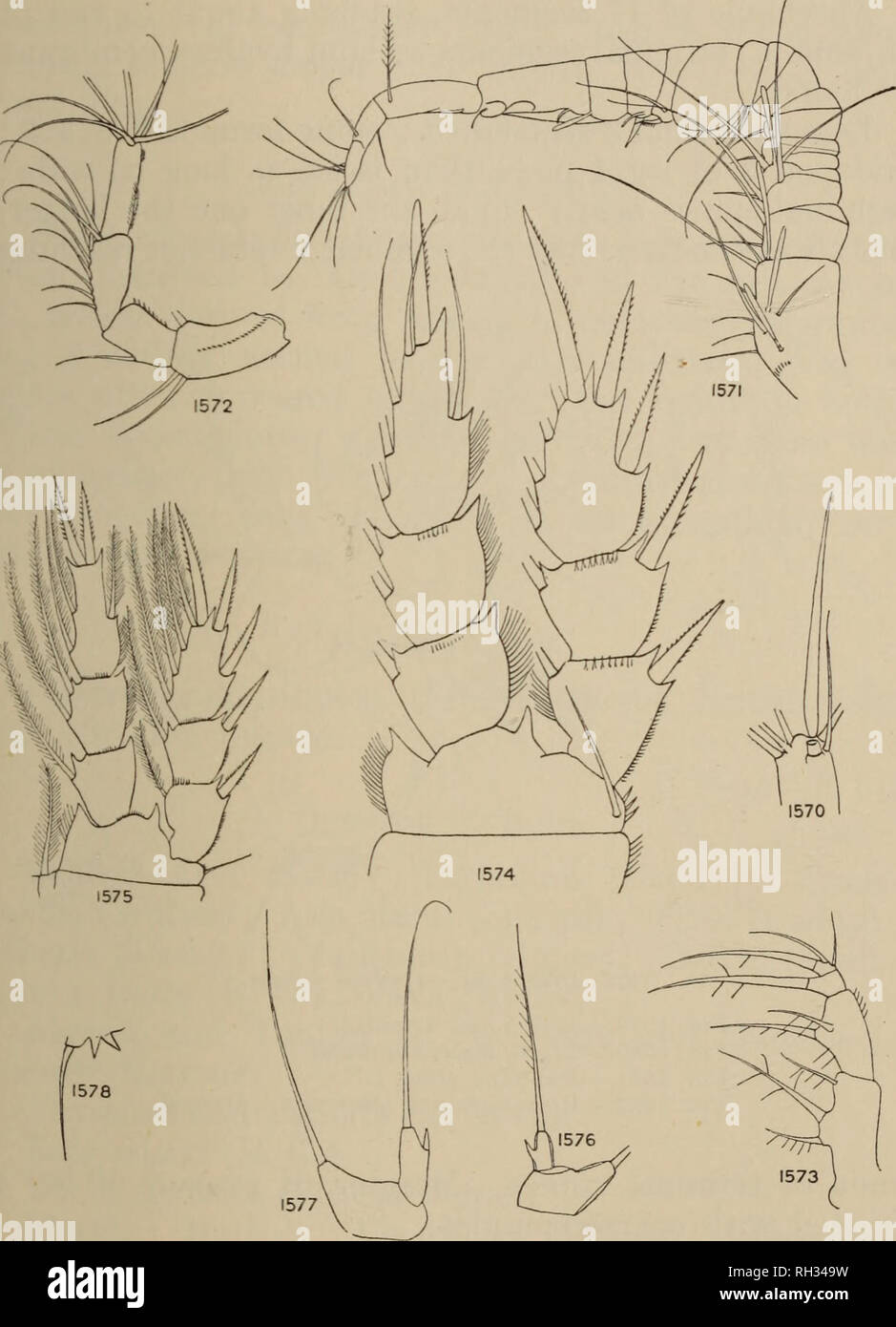 Cyclops viridis hi-res stock photography and images - Alamy