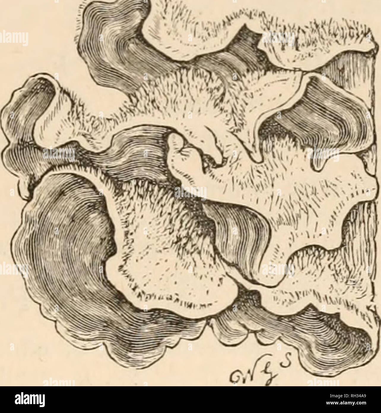 Free hymenium hi-res stock photography and images - Alamy