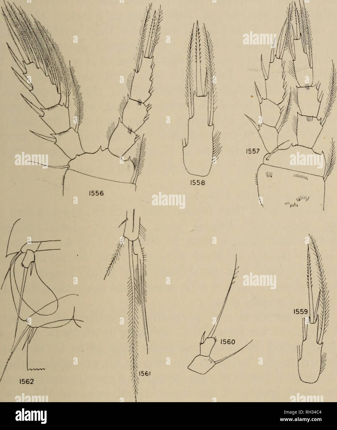 1559 1562 hi-res stock photography and images - Alamy