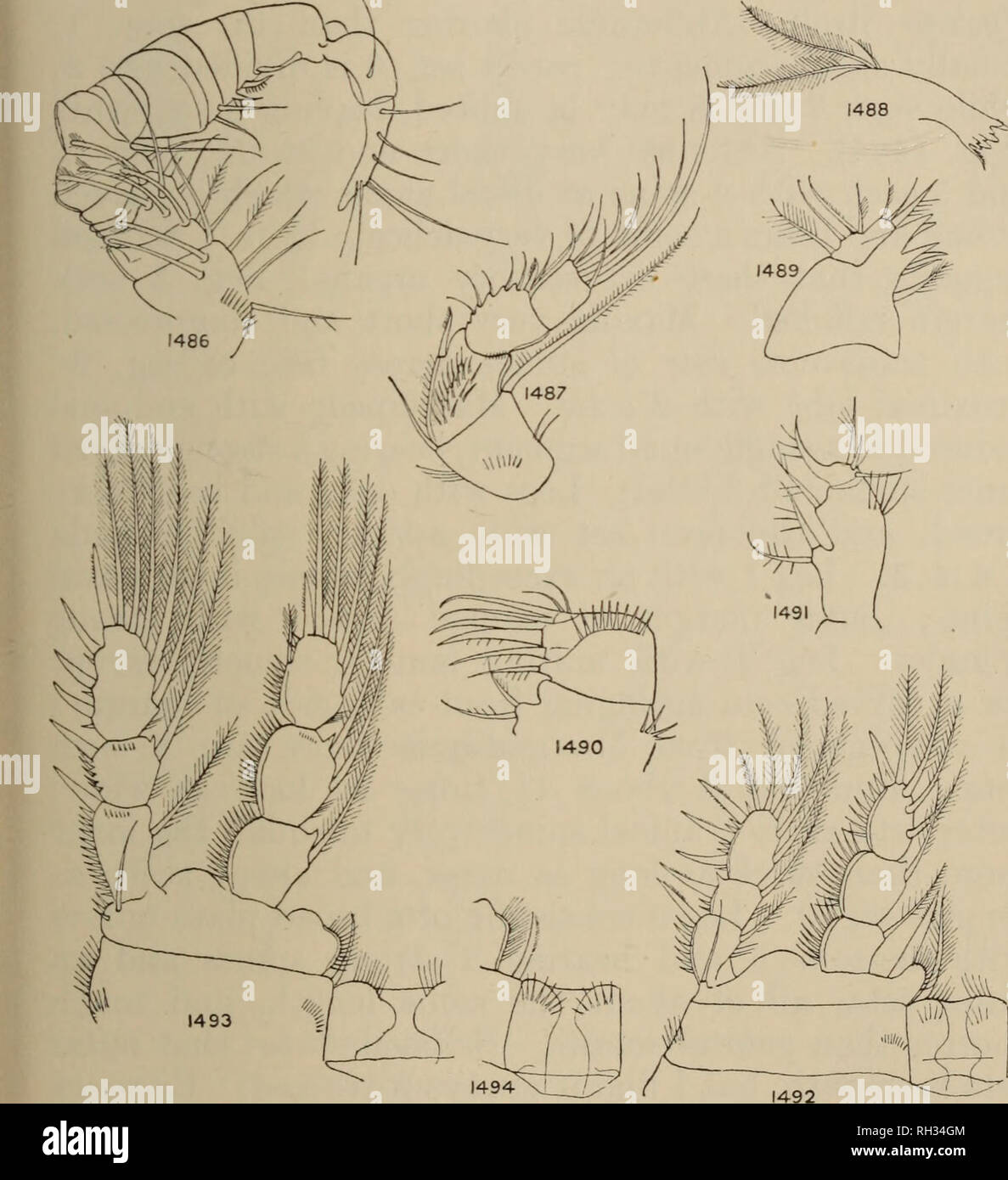 . British fresh-water Copepoda. --. Copepoda; Crustacea. CYCLOPS ...