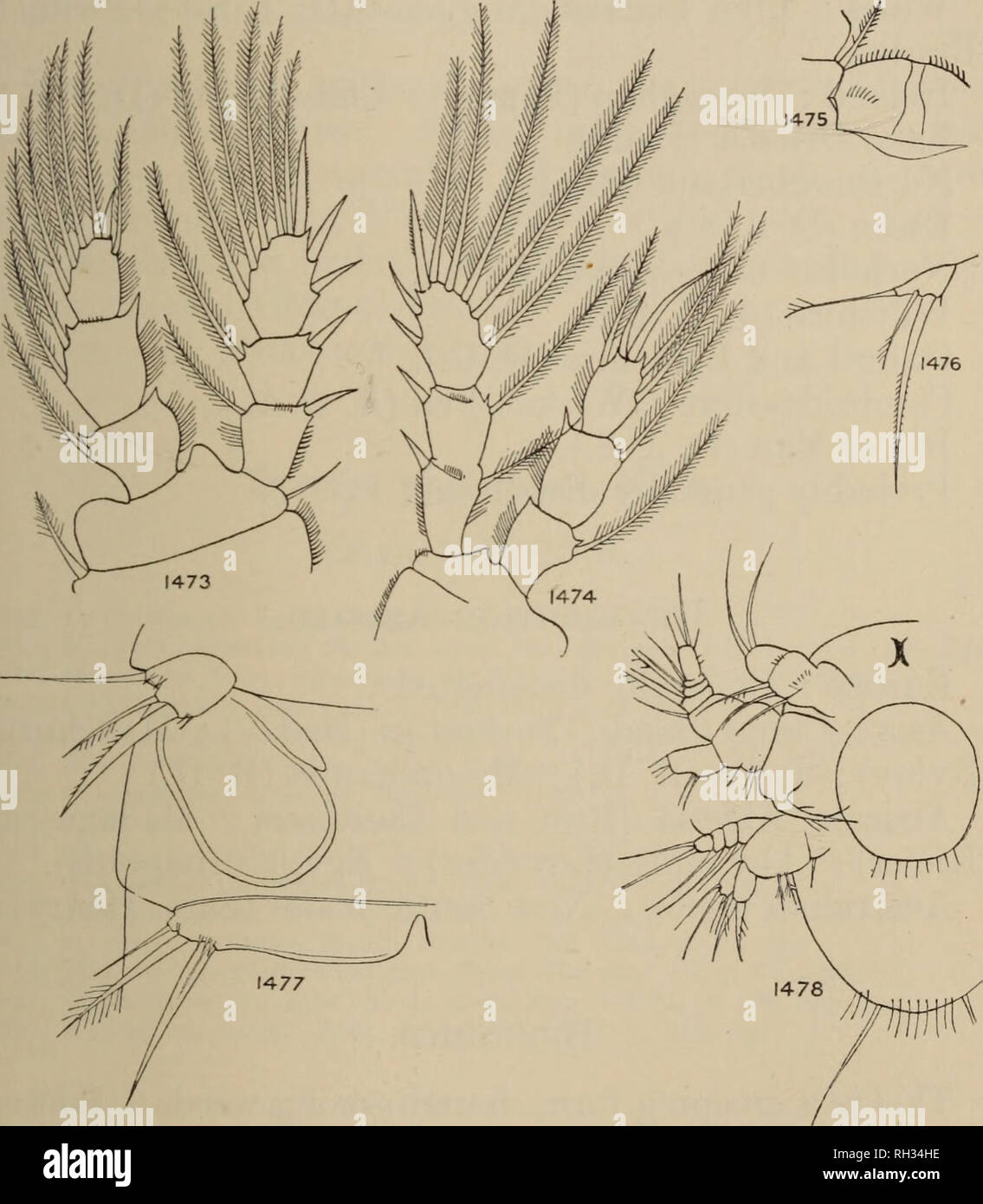 1474 1475 hi-res stock photography and images - Alamy