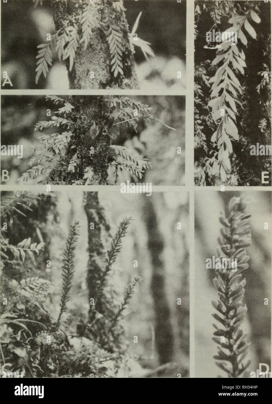 Tmesipteris hi-res stock photography and images - Alamy