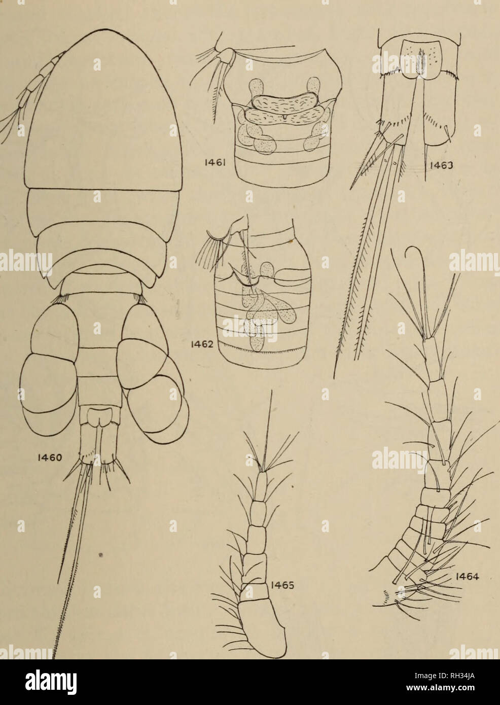 . British fresh-water Copepoda. --. Copepoda; Crustacea. CYCLOPS ...