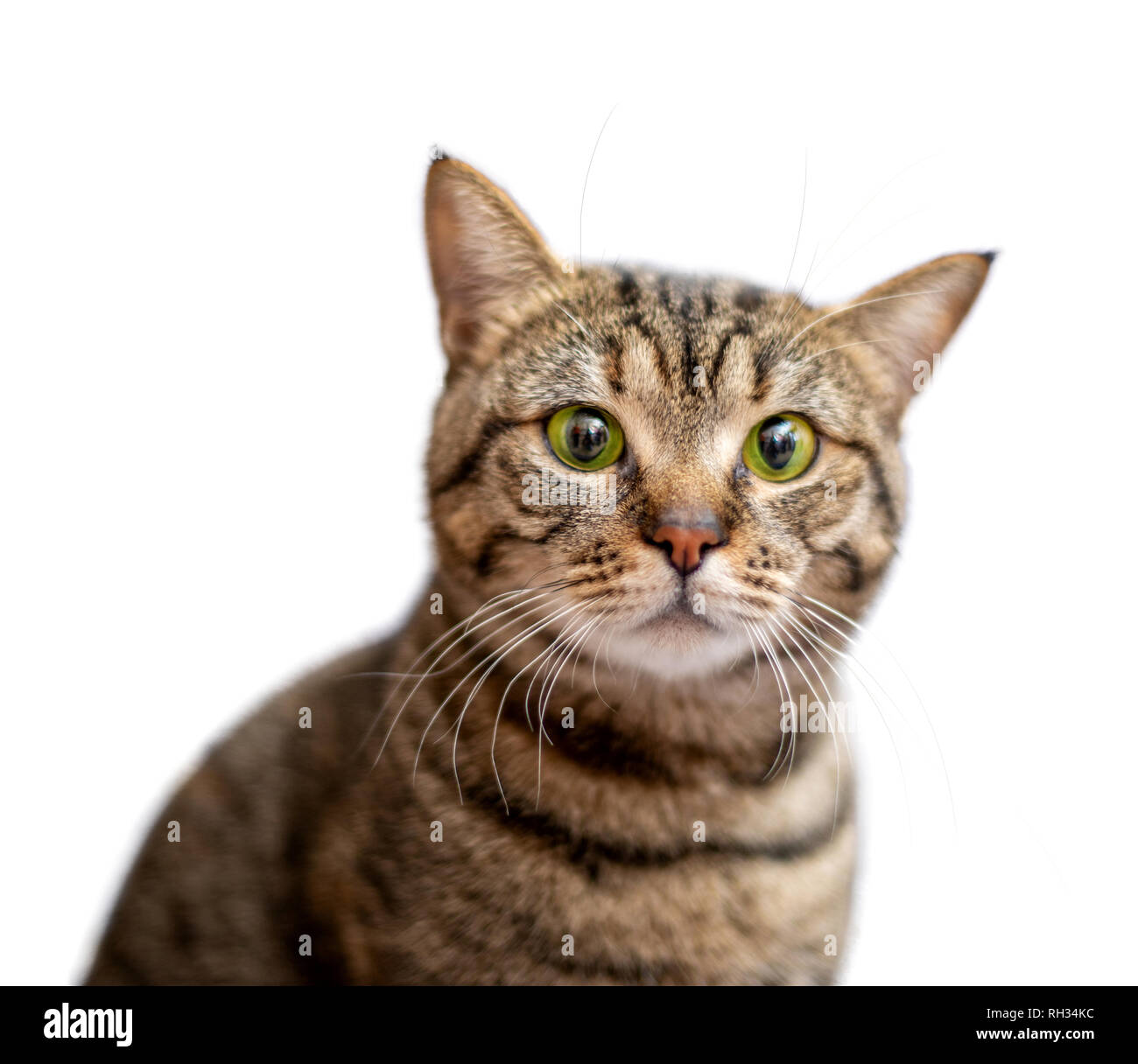 Portrait of beautiful grey cat isolated on white background Stock Photo ...