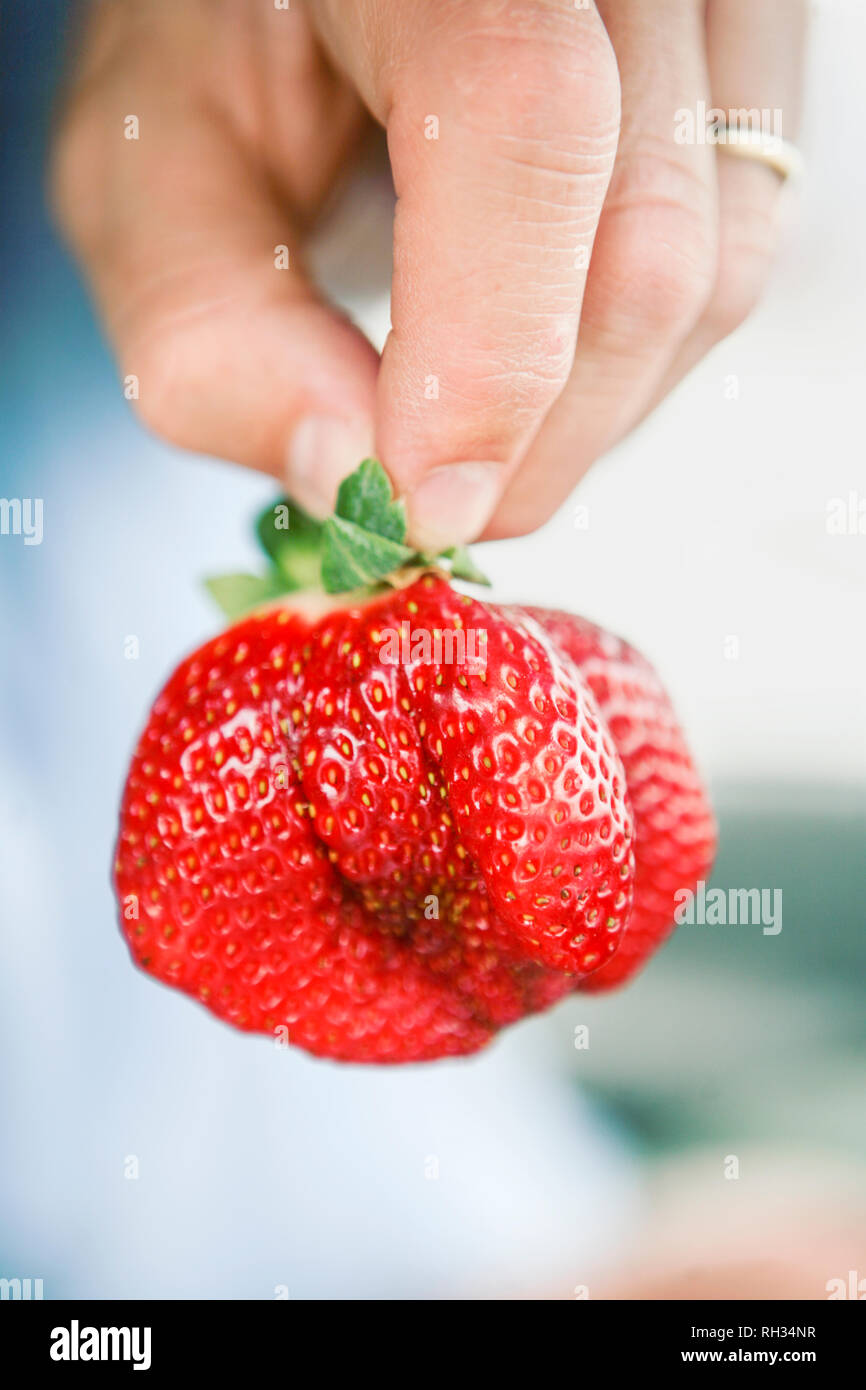 Hand holding strawberry Stock Photo - Alamy