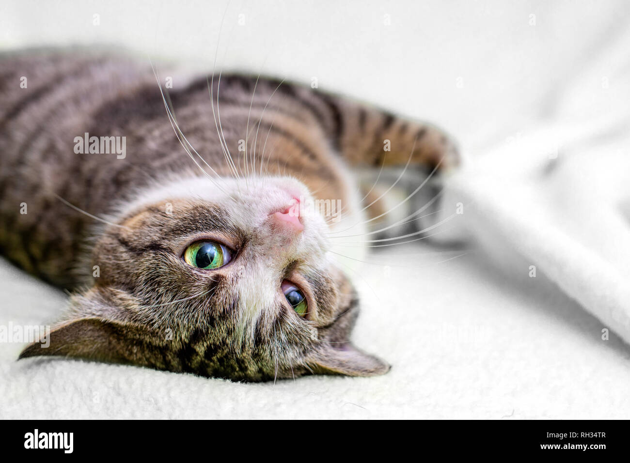 Funny smiling cat on white background Stock Photo - Alamy