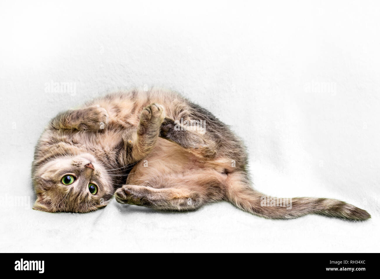 Funny smiling cat on white background Stock Photo - Alamy