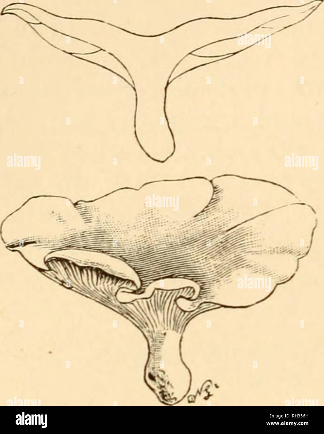 Cl 202 hi-res stock photography and images - Alamy