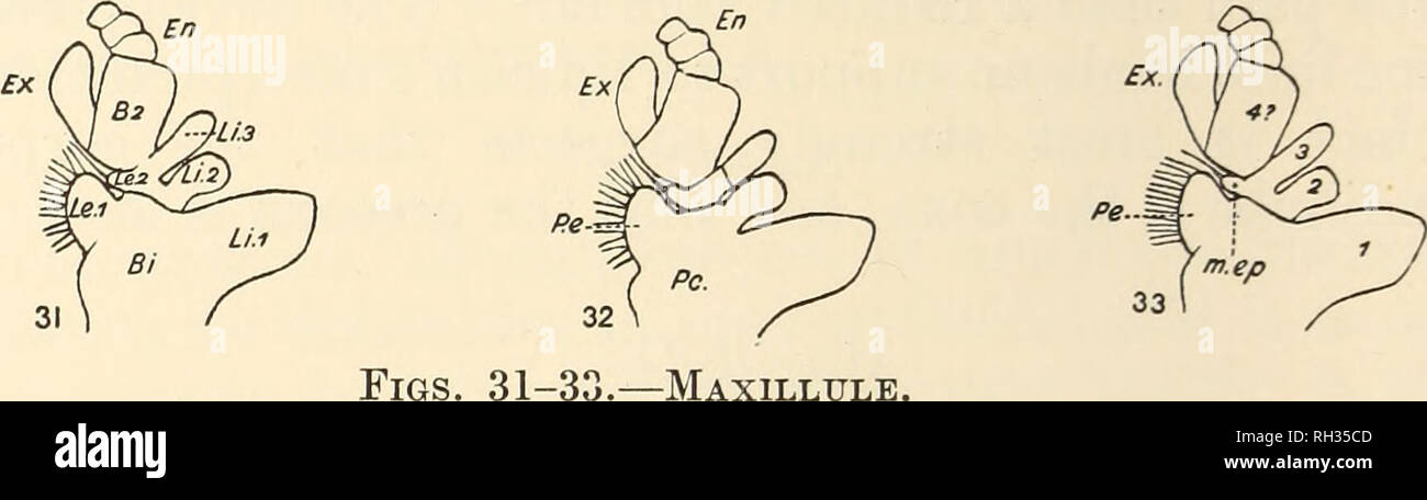 Calanoids hi-res stock photography and images - Alamy