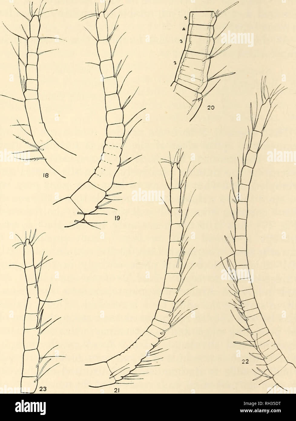 Segs i ii hi-res stock photography and images - Alamy