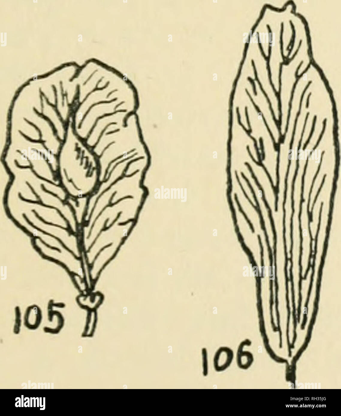 . British flowering plants. Plants. INTRODUCTION 19 (fig. 106); or the ...