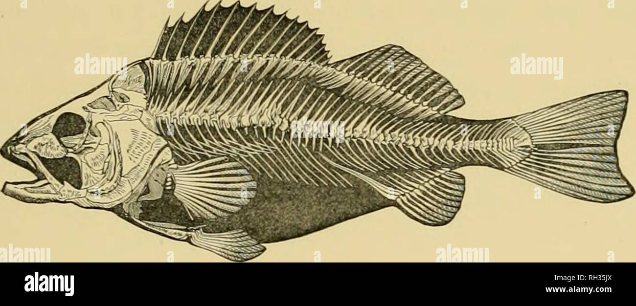 Interspinous ligament hi-res stock photography and images - Alamy