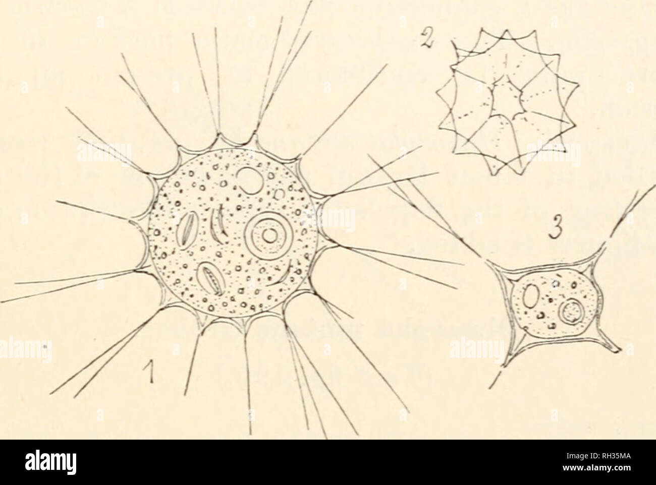 Freshwater flagellate hi-res stock photography and images - Alamy