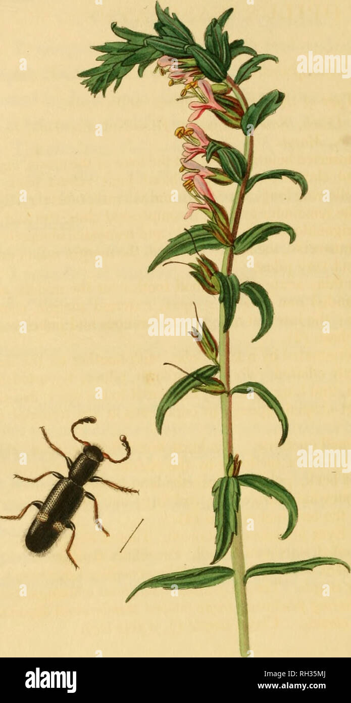 . British entomology; being illustrations and descriptions of the ...