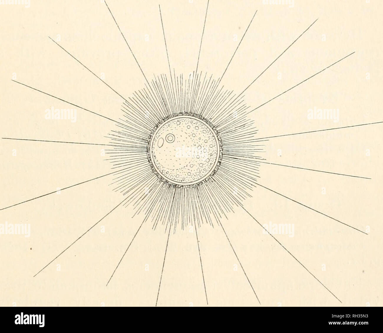 Heliozoa acanthocystis hi-res stock photography and images - Alamy