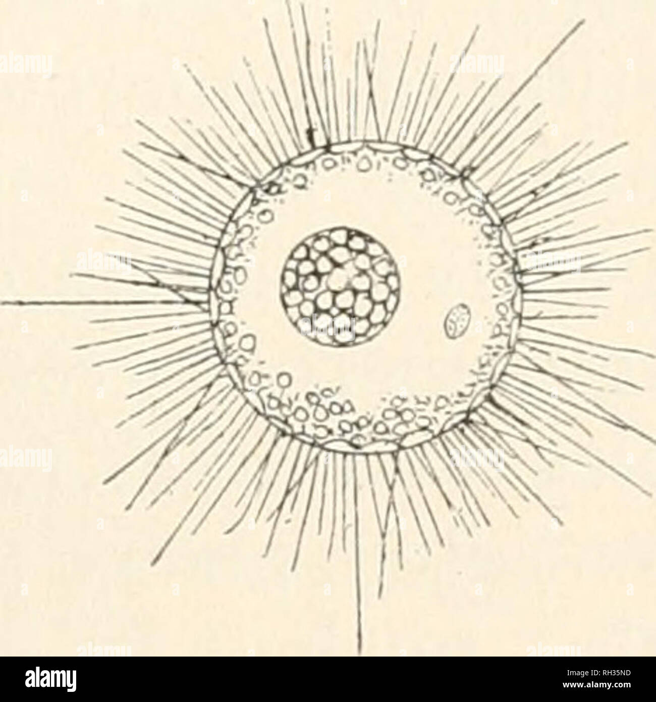 . The British freshwater Rhizopoda and Heliozoa. Rhizopoda; Heliozoa ...