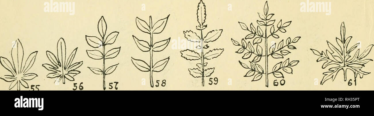 Sessile Leaf