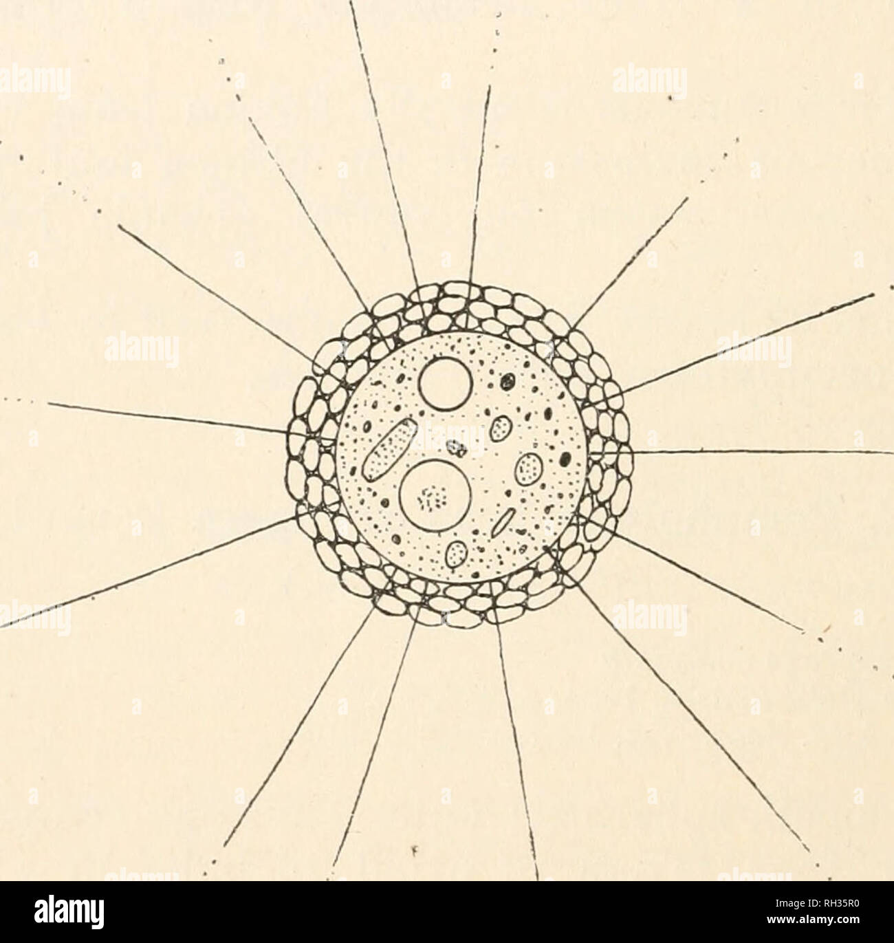 Differentiate clearly hi-res stock photography and images - Alamy