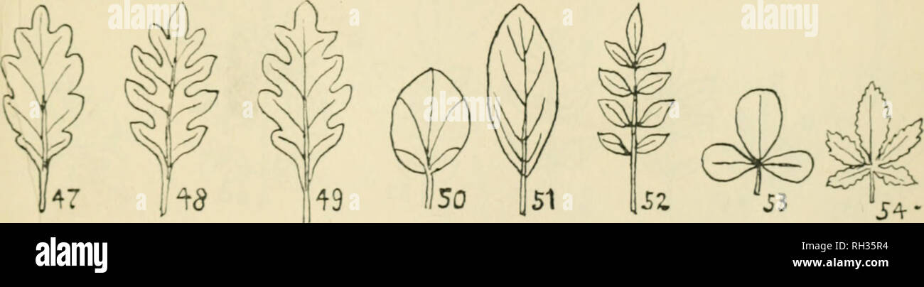 Palmately cleft leaves hi-res stock photography and images - Alamy