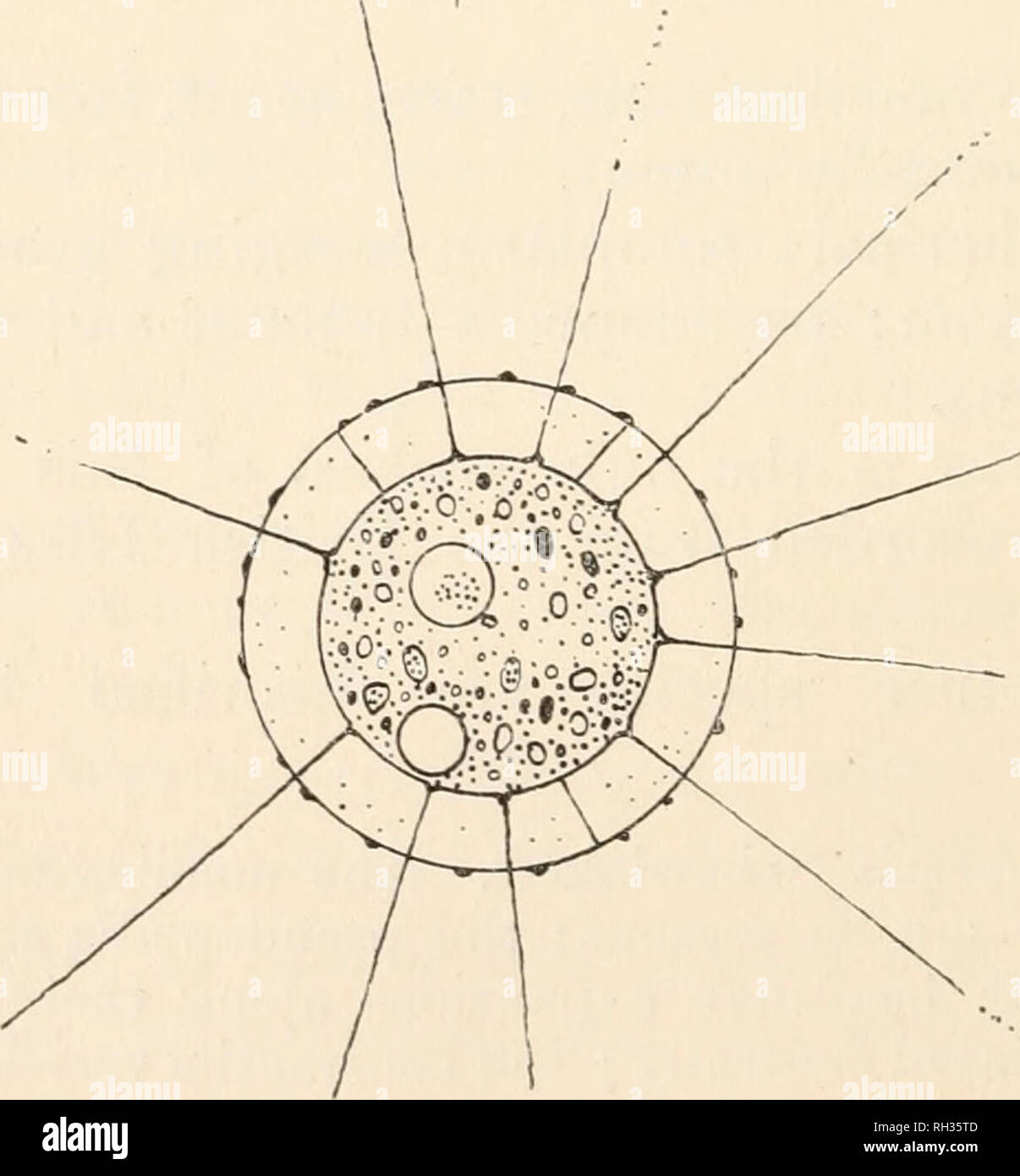 P 36a hi-res stock photography and images - Alamy