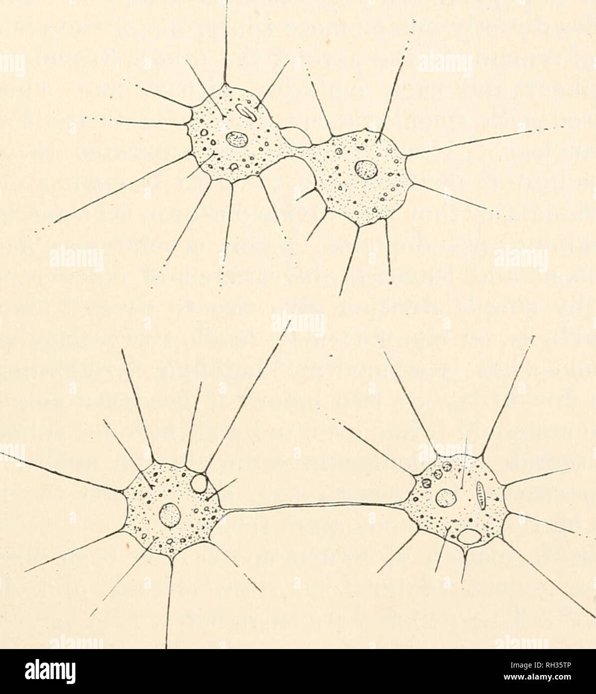 . The British freshwater Rhizopoda and Heliozoa. Rhizopoda; Heliozoa ...