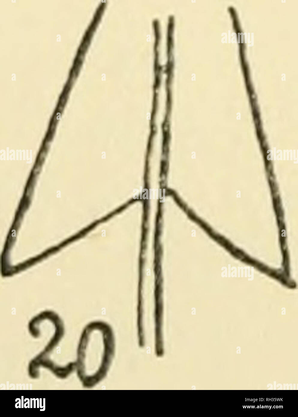 Sagittate Shaped Leaf High Resolution Stock Photography and Images - Alamy