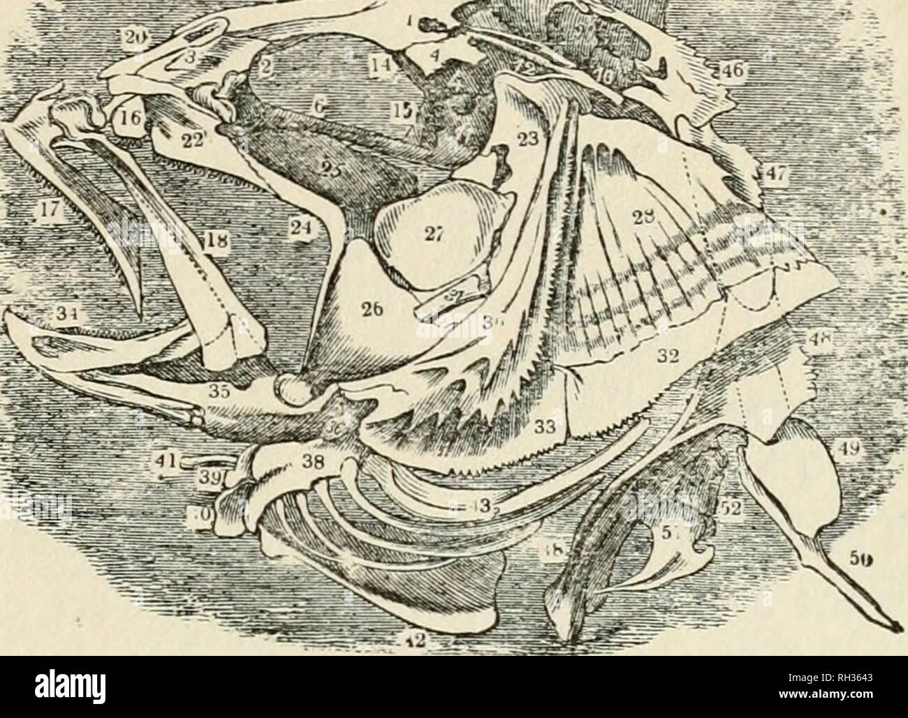 Fish circulatory system hi-res stock photography and images - Alamy