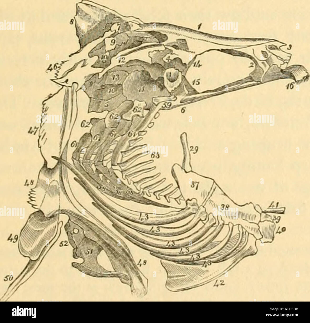 Fish circulatory system hi-res stock photography and images - Alamy