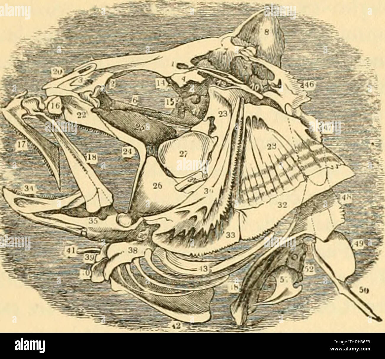 Fish circulatory system hi-res stock photography and images - Alamy