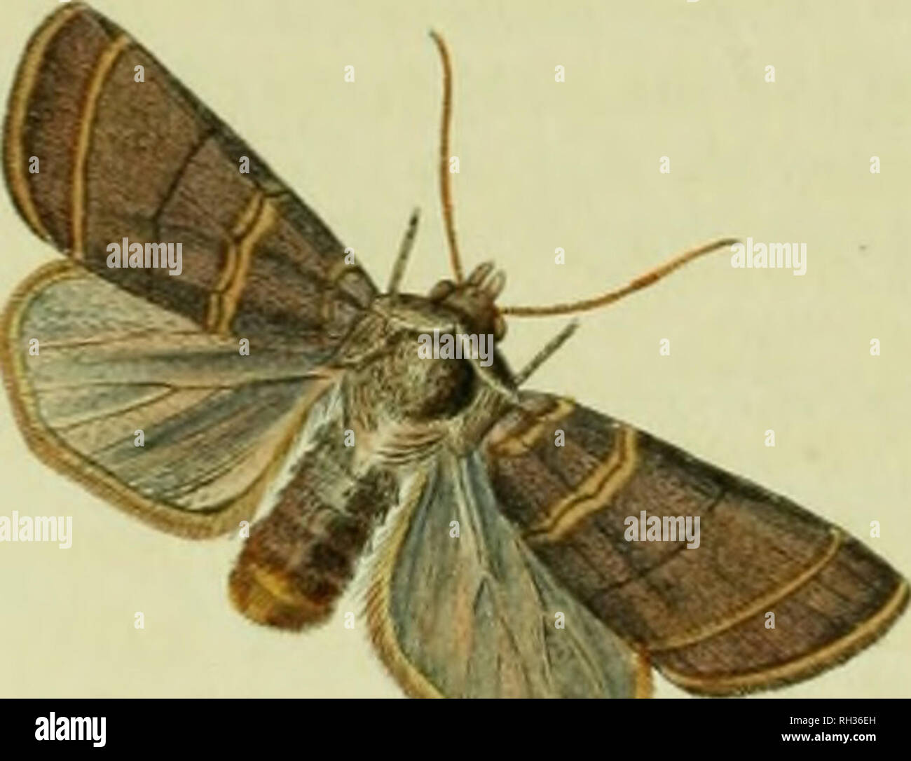 . British entomology; being illustrations and descriptions of the ...