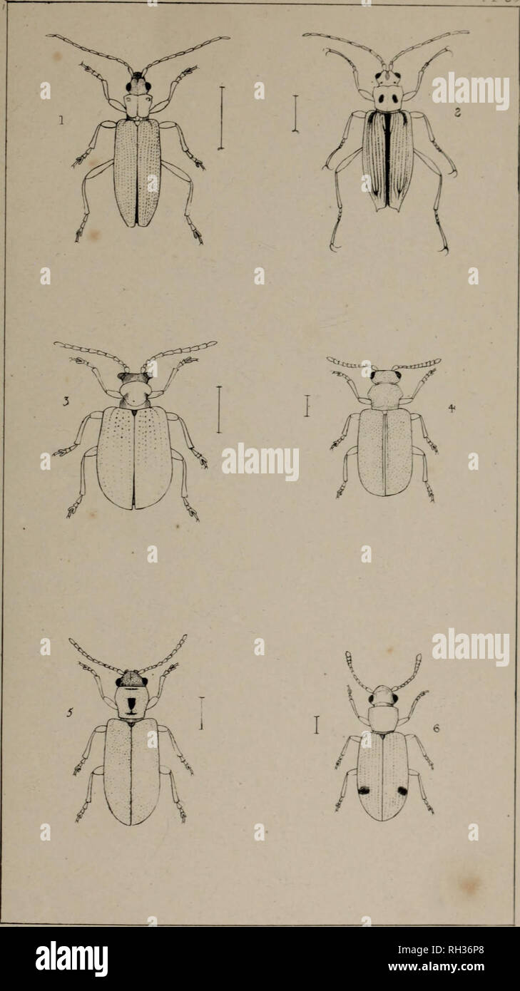 Macroplea hi-res stock photography and images - Alamy