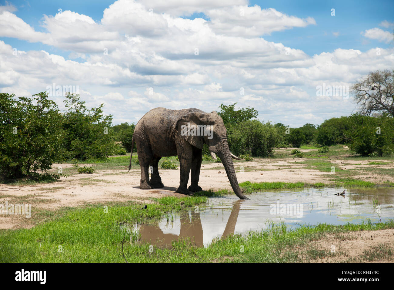 Elephant at water Stock Photo - Alamy